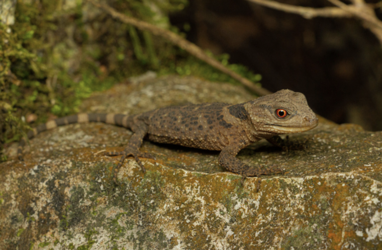 ¿Cuál es la flora y fauna representativa de Querétaro?